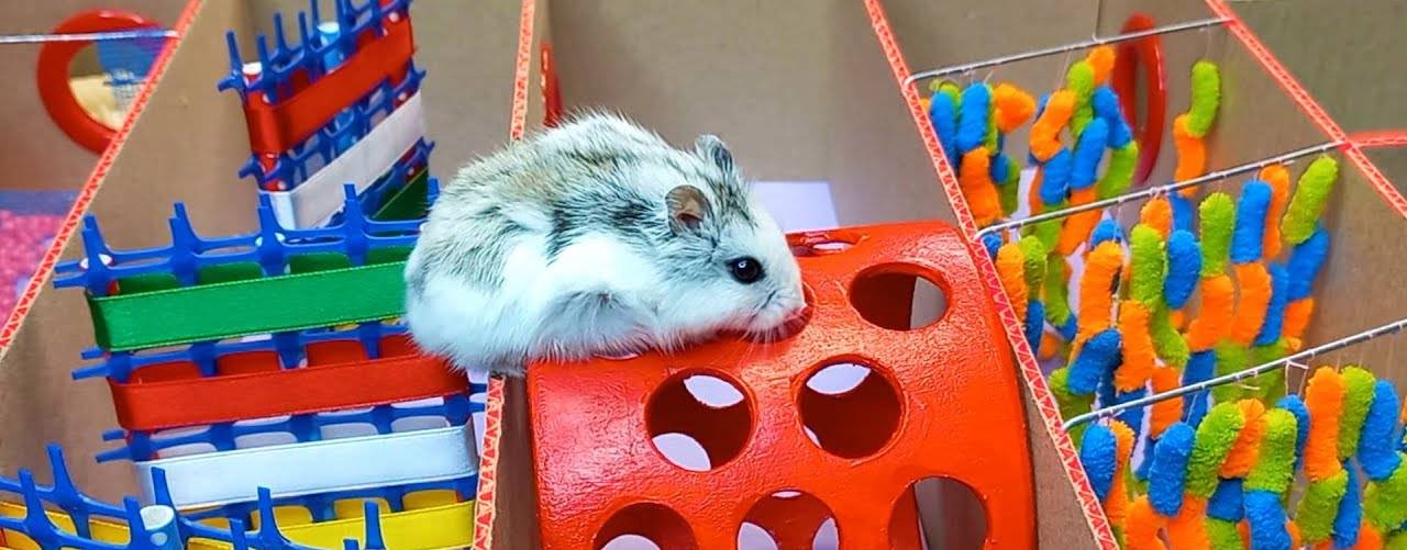 Хомячок в Лабиринте