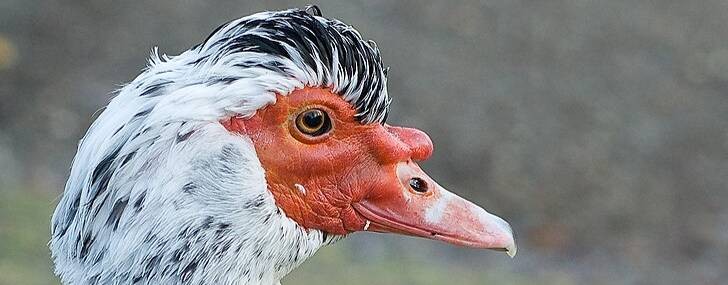 Мускусные  утки   это  чудо  птица