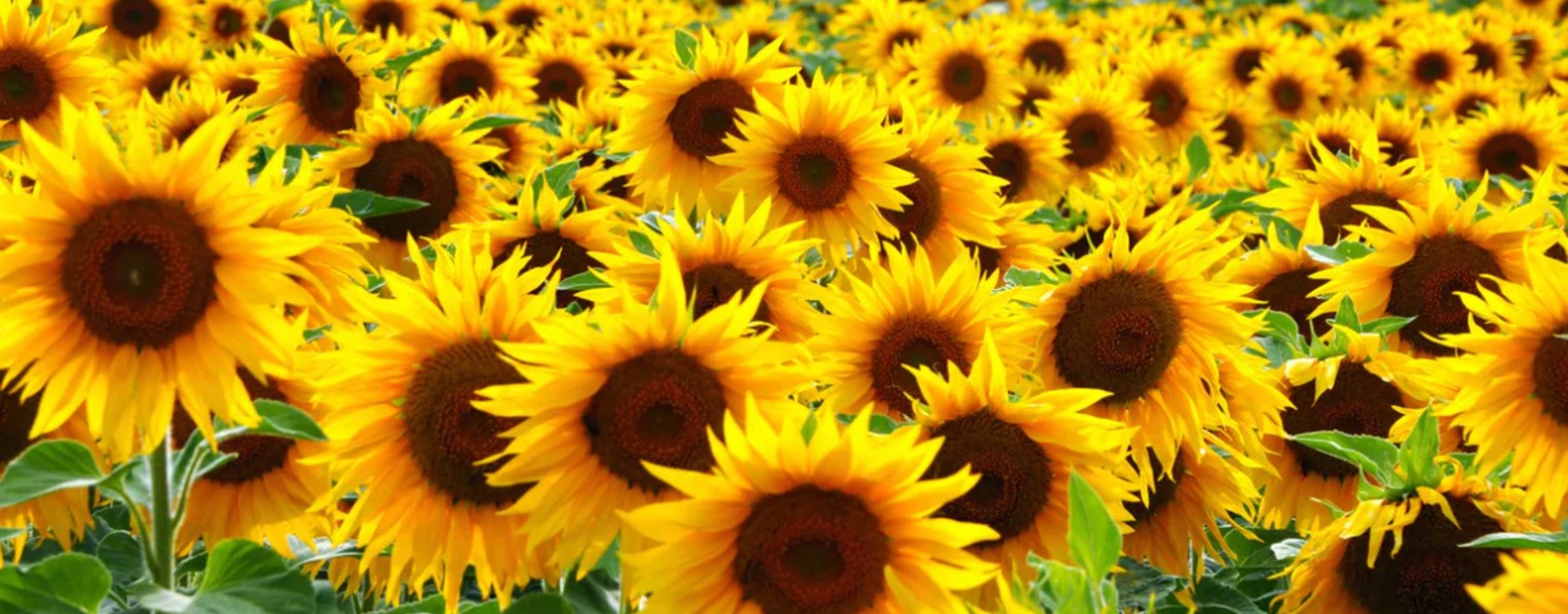 Diana Kukushkina NSP