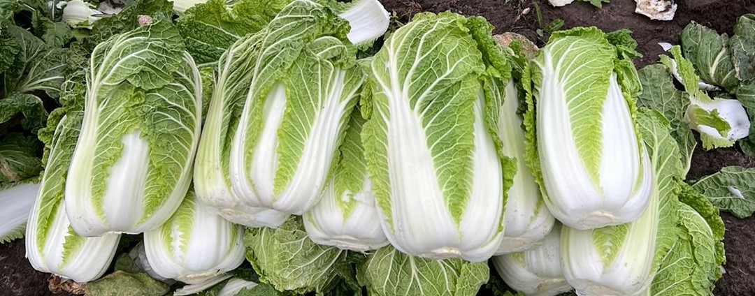 Владимир Спильный Агроном