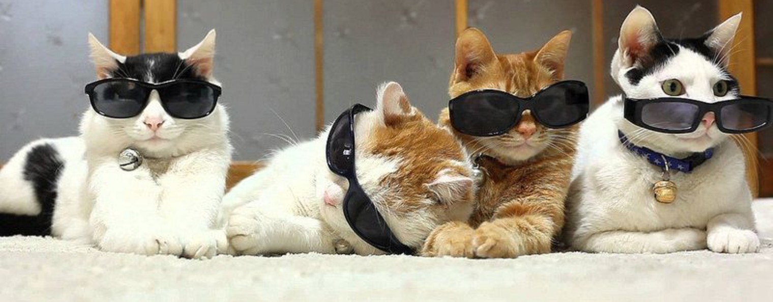 Catslike_me