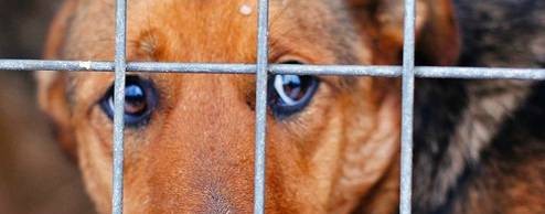 Собаки Ногинского приюта