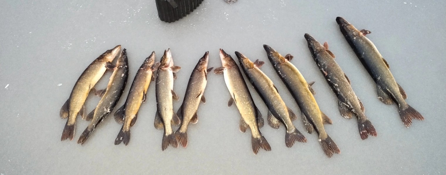 Рыбалка Рыбинск