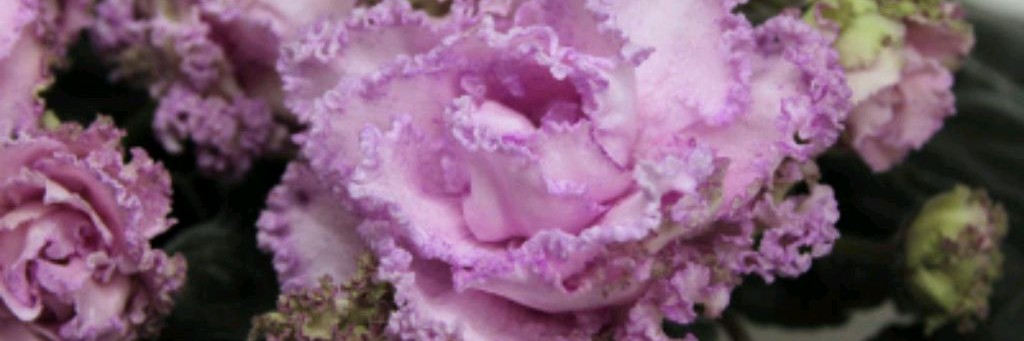 Мир фиалок от Ксюши