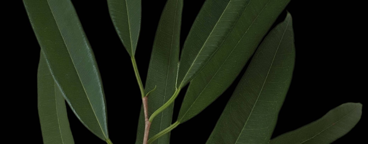 ВИНОГРАДОВА ЮЛИЯ