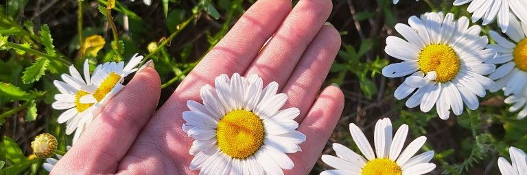 Софья. Идеи для творчества