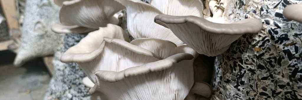 🍄Свой Гриб🍄