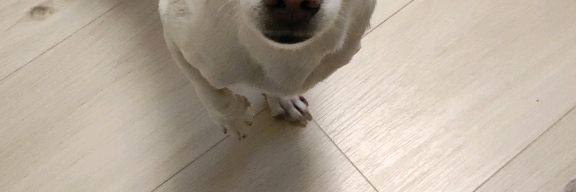 🐶🌈Бумажные собачки🌈🐶