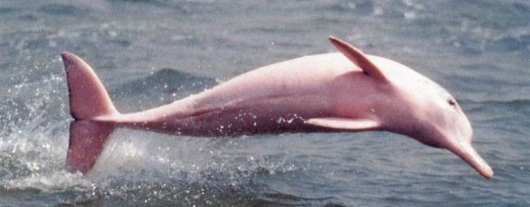 София и Дима