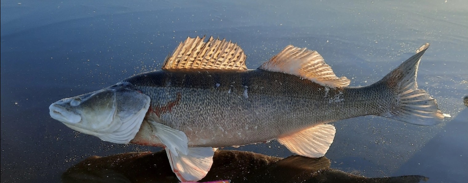 Эдуард Александрович