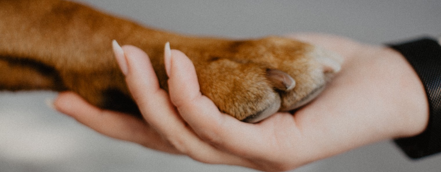 derevenschina_kinolog