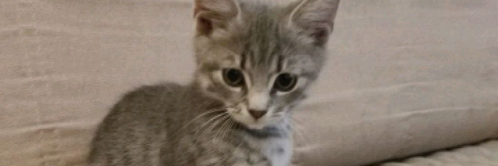 Ваня обзорщик