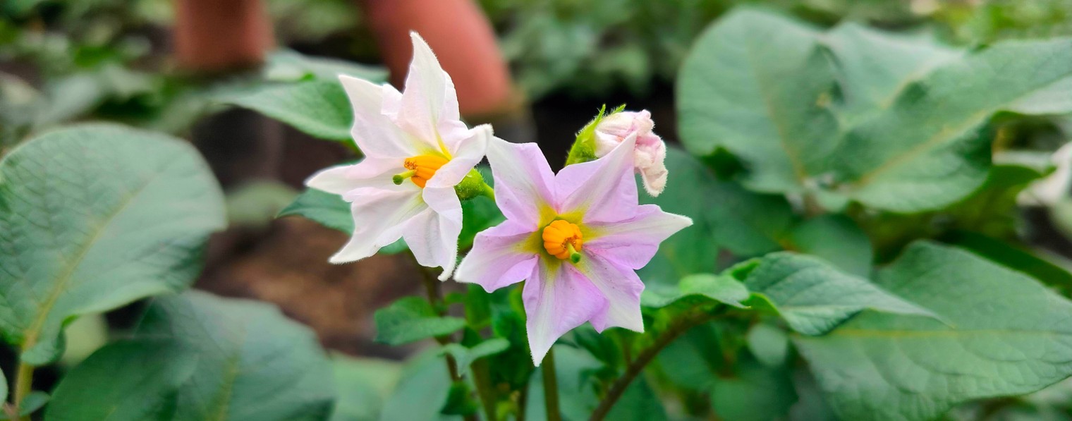 Картошка в мундире