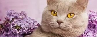 Герцовский Вадим Вадимович психоаналитик