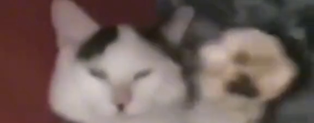 Снасти Здрасте