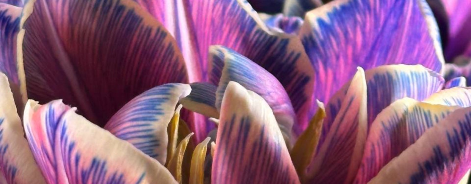 Цветочная краска Елены Lotos