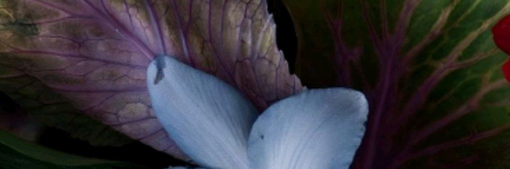 Нина Кушпит