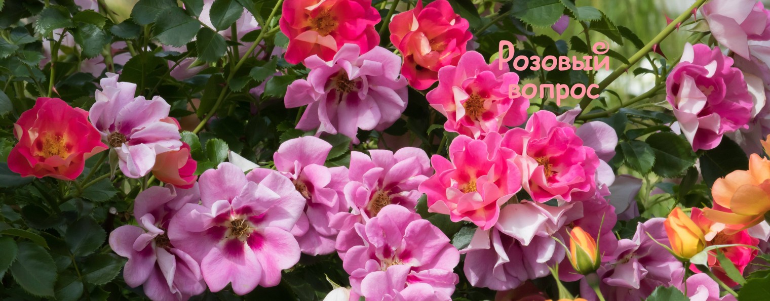 Розовый вопрос