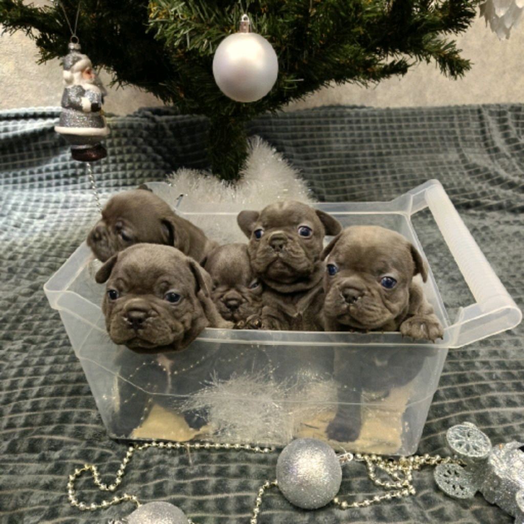 Французские бульдоги - не только хобби.