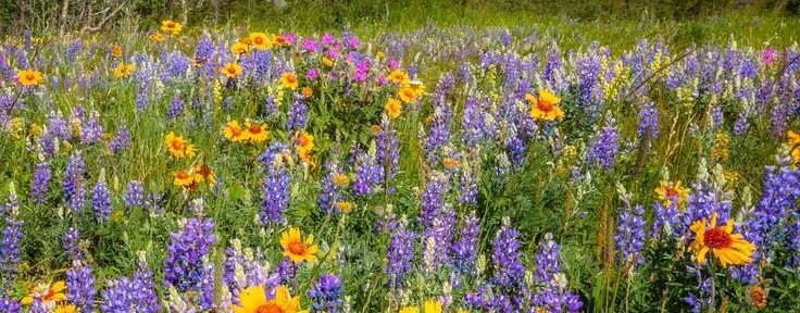 Звуки природы