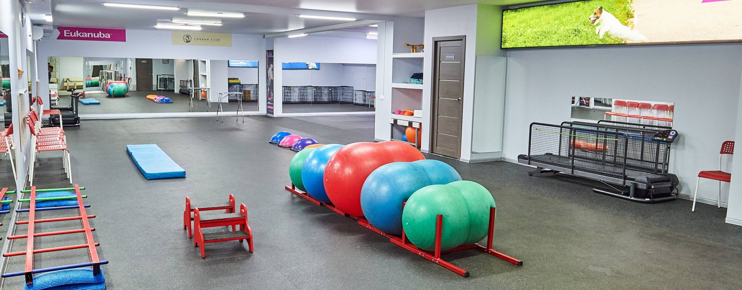 Собаки Клуб