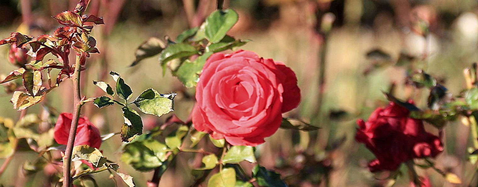 Природа, туризм, путешествия, события, репортажи