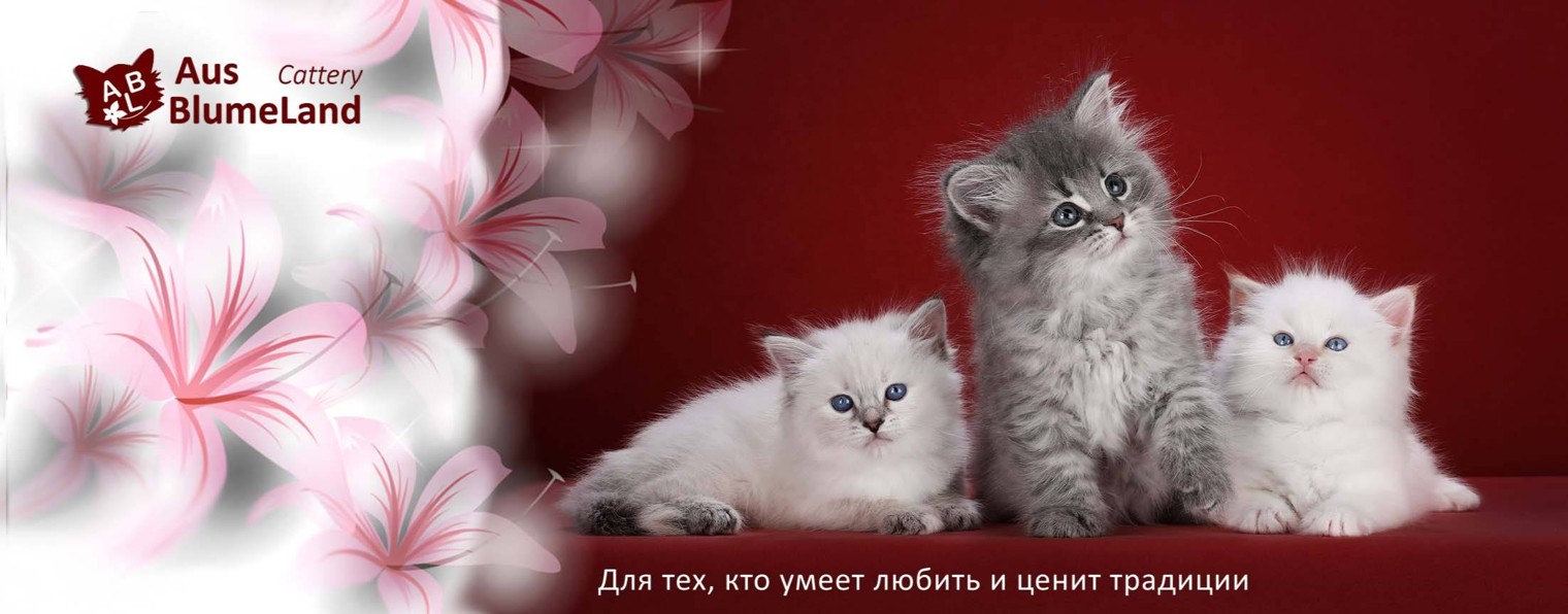 Питомник сибирских кошек «Из Цветочной Страны»
