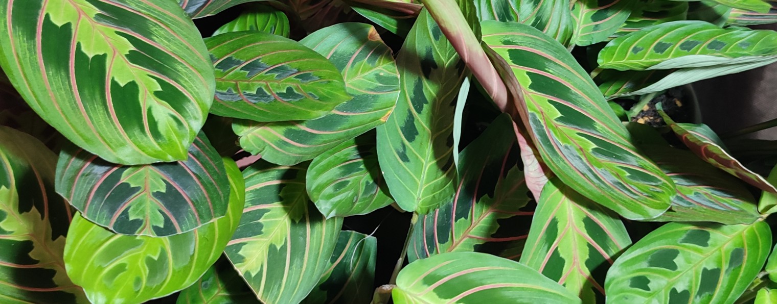 Анютины Забавы