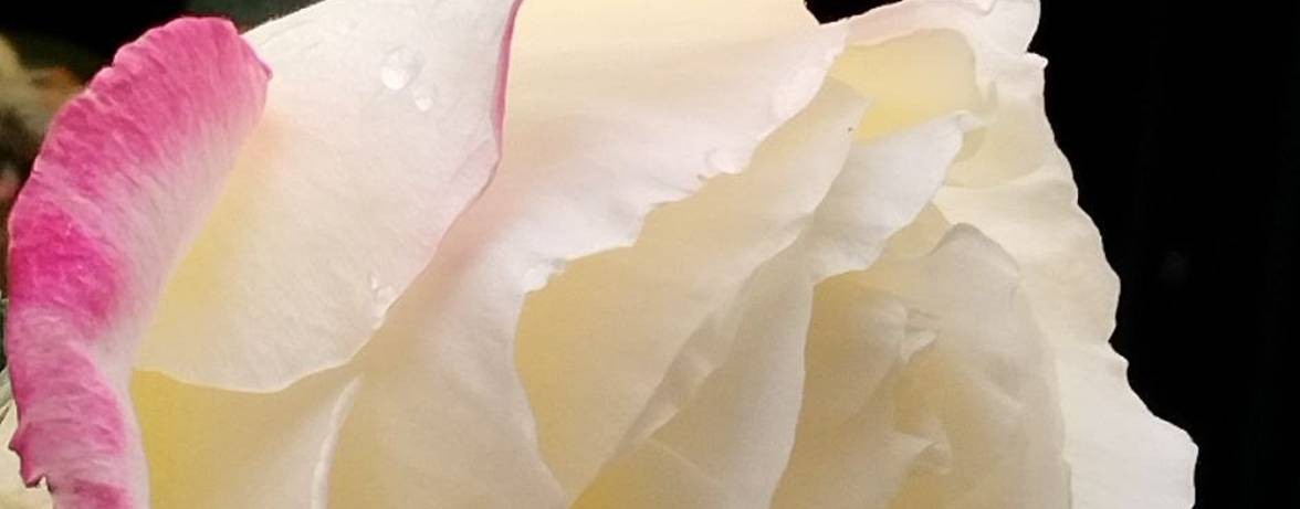 Дошкольники