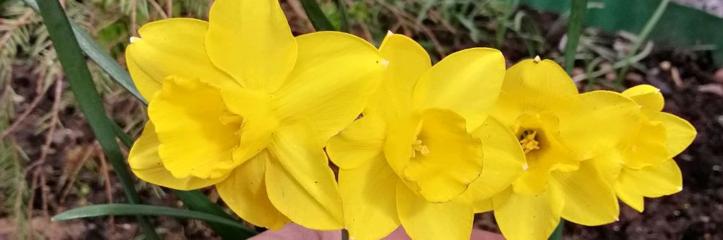Мой сад на юге Ленинградской области