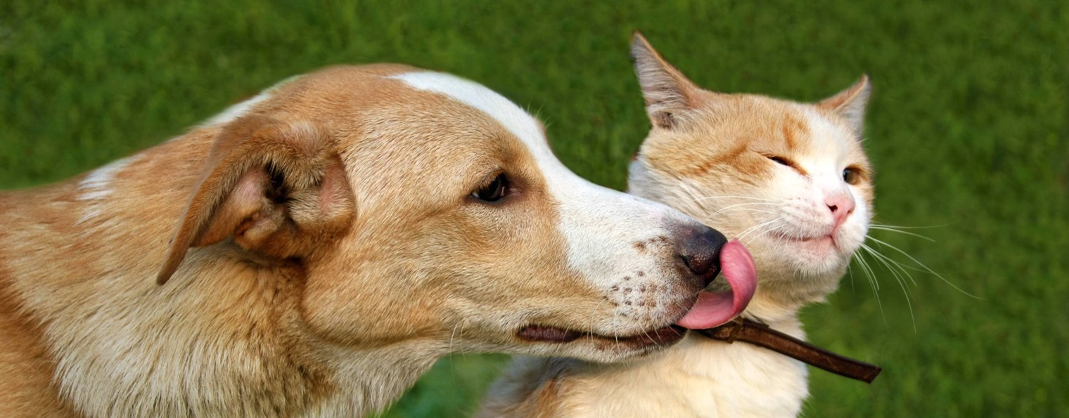 Сибирский котопёс