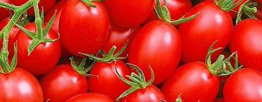 КОЛЛЕКЦИЯ ТОМАТОВ 74