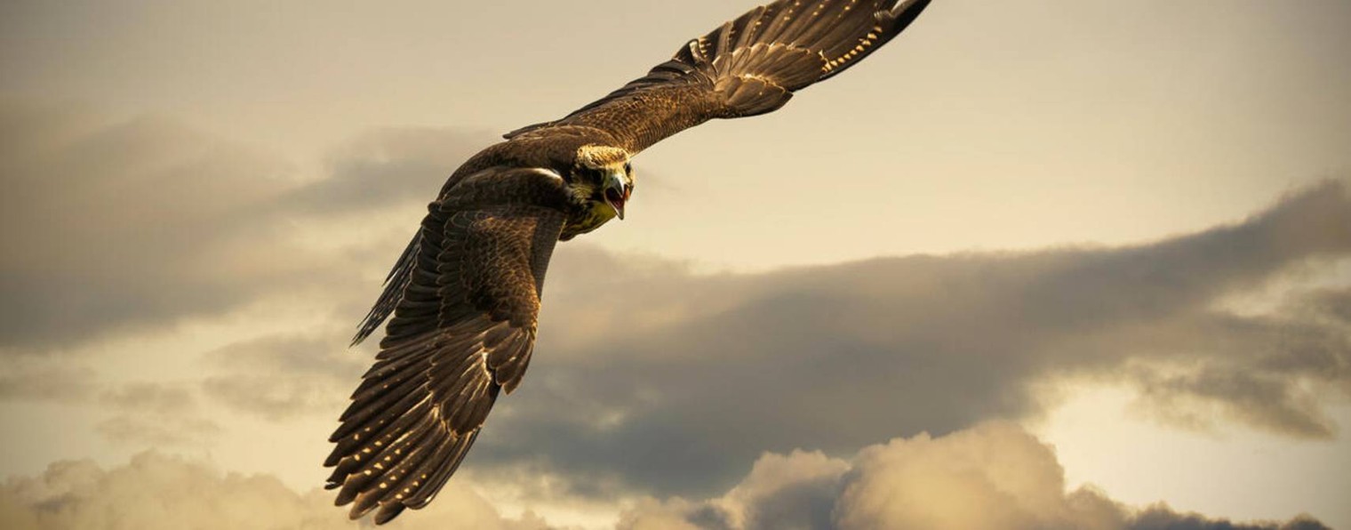 Школа  бацзы Гиляны Полухиной