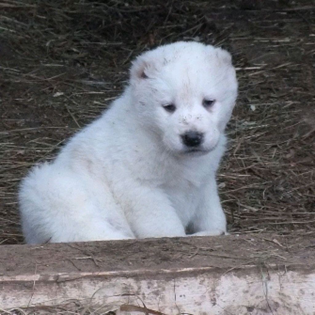 ЧАРА АЛАБАЙ