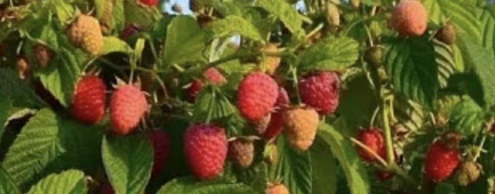 Это деревня, брат...