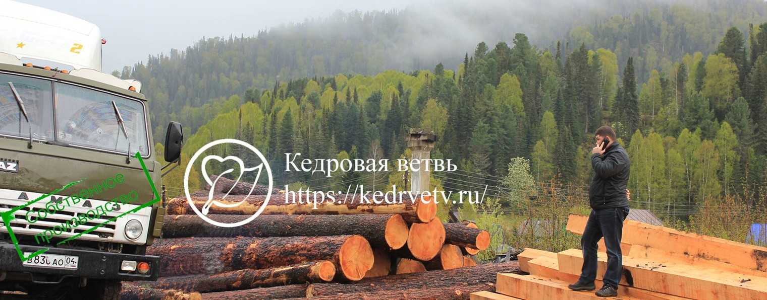 Кедровая ветвь