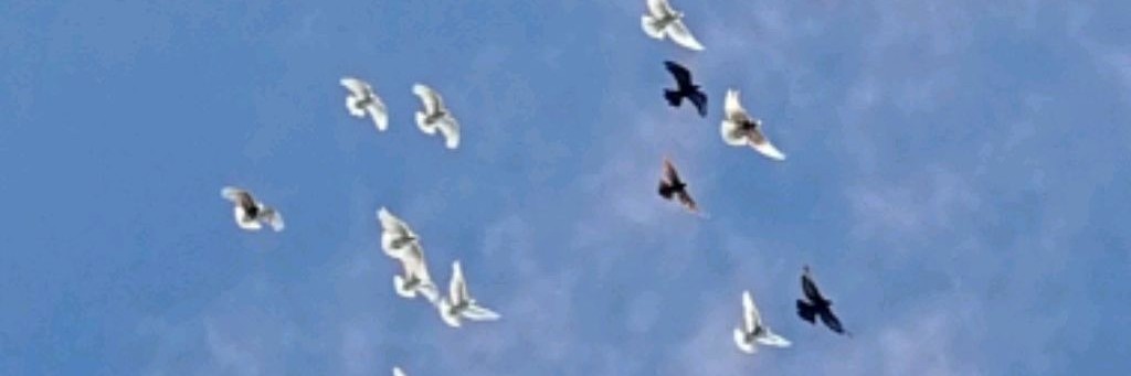 Голуби Подмосковья