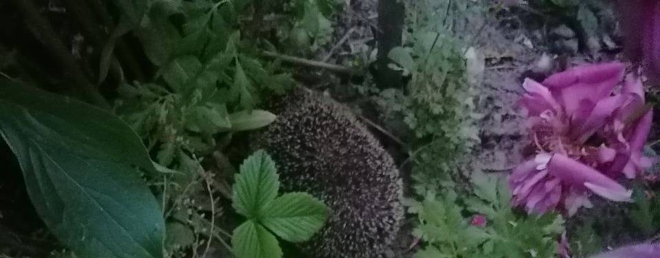 Kylenaro TVTV И немного обо всём.