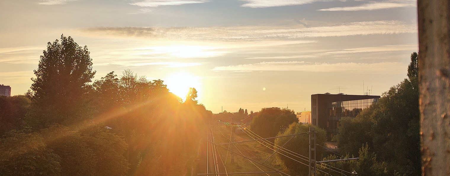 Кошка дворовая