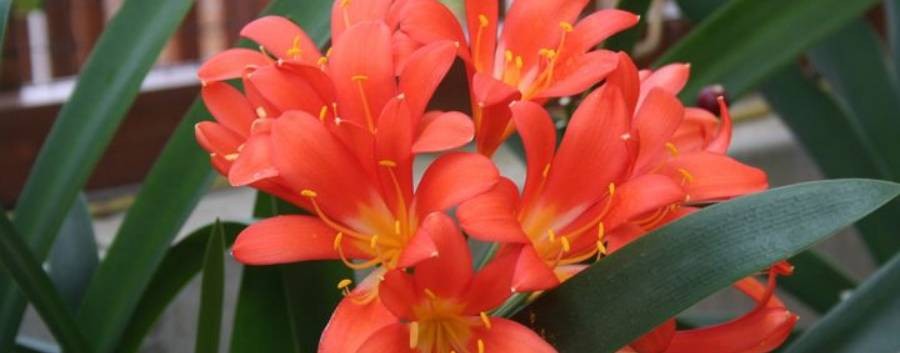 Аленький цветочек