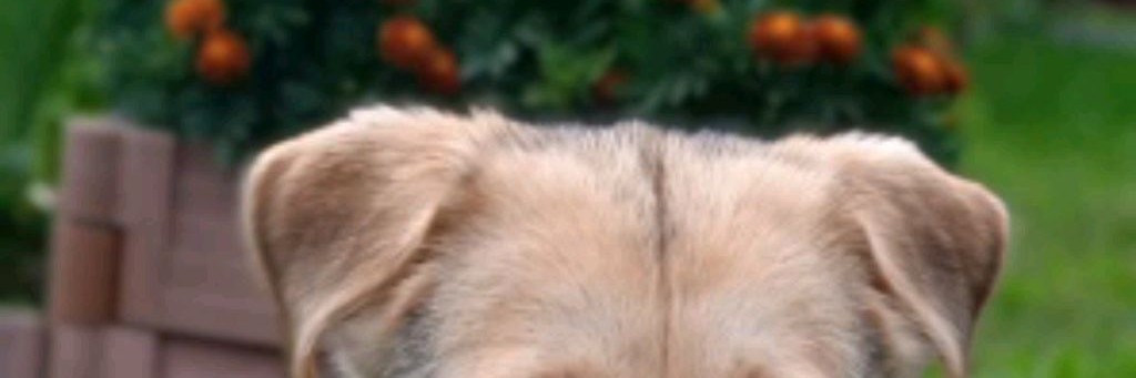 Дворняжка Ричард