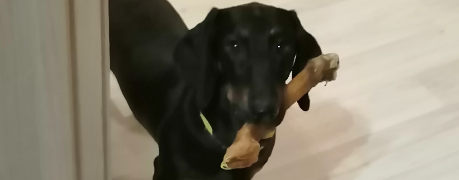 Мои любимые собаки