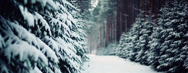 Белый соболь