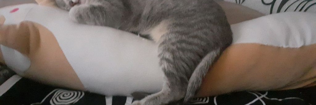Aminka
