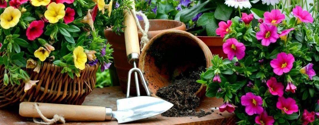 ТЕПЛИЧНЫЙ БИЗНЕС НА ЦВЕТАХ