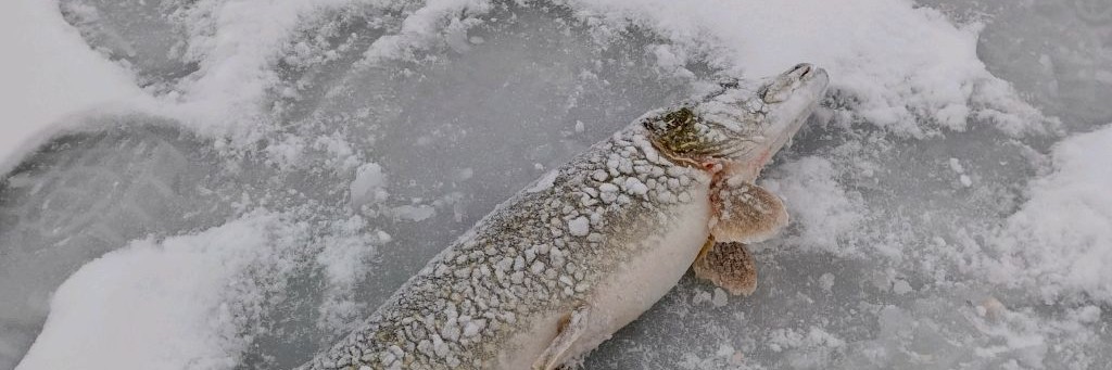 Рыбалка 64 регион