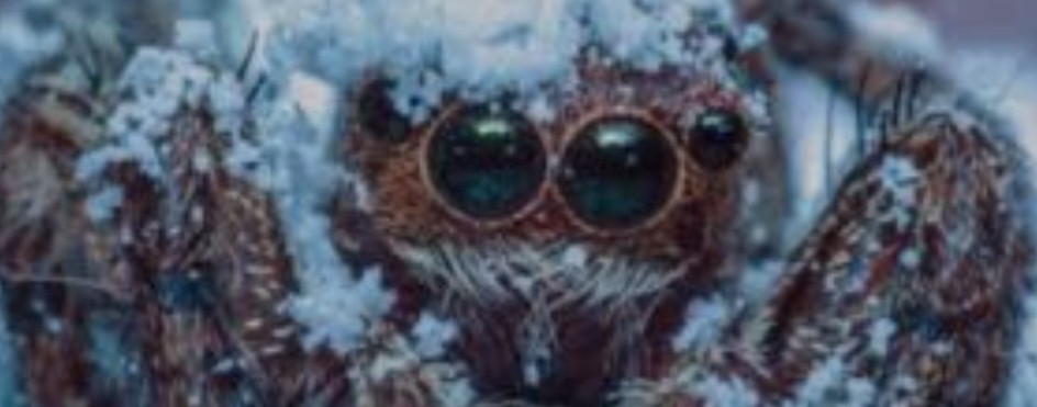 Просто Павучок