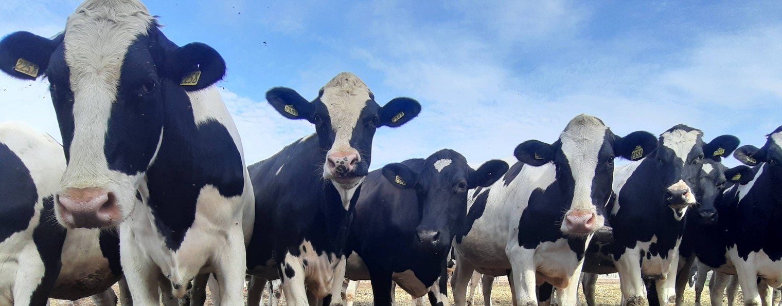 ООО КамАгро - Продажа КРС живым весом оптом ( оптовая продажа крупно рогатого скота)!