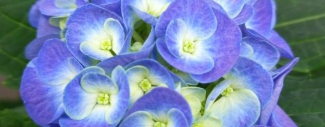 ГОРТЕНЗИИ- ЛЮБИМЫЕ ЦВЕТЫ