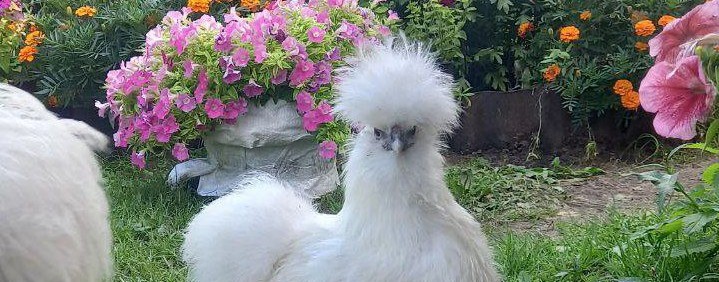 Мини фермаЧка.🐥